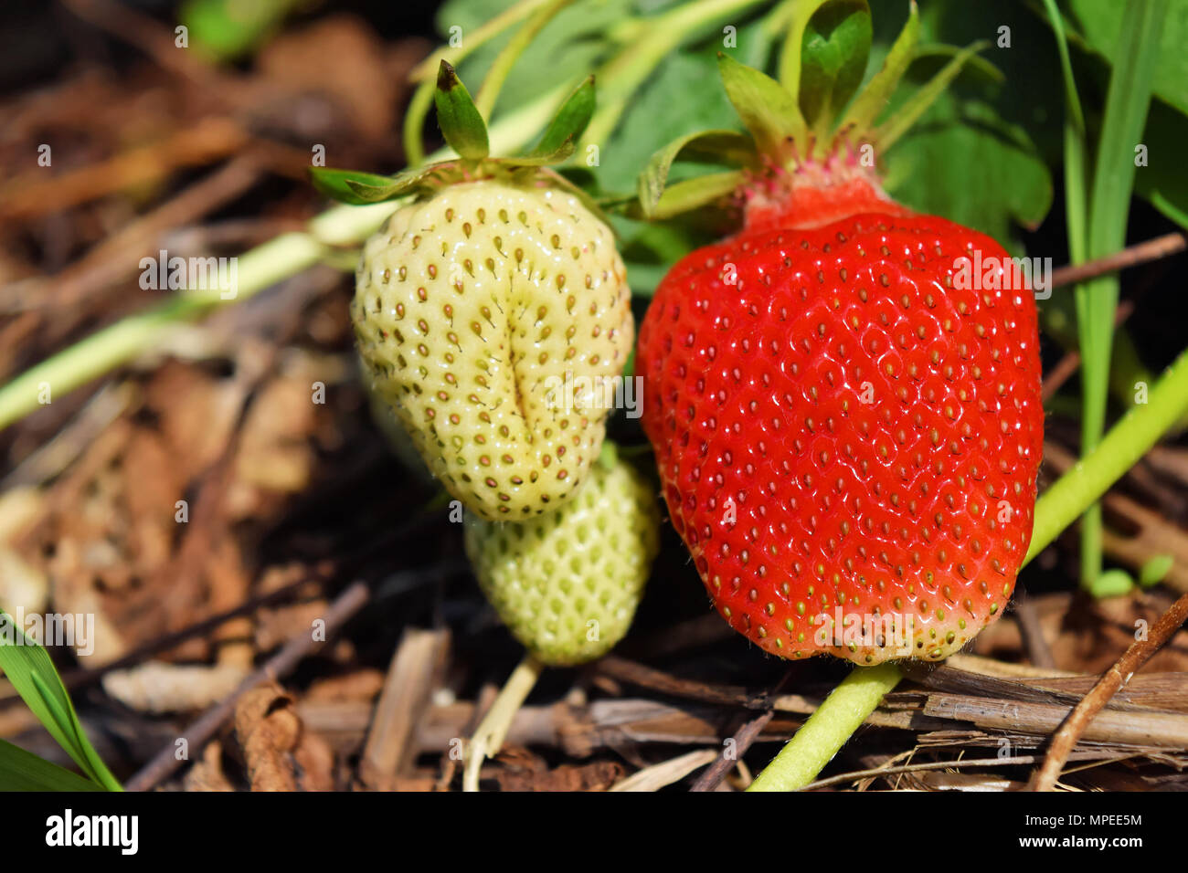Strawberry plantation in eastern Europe Stock Photo - Alamy