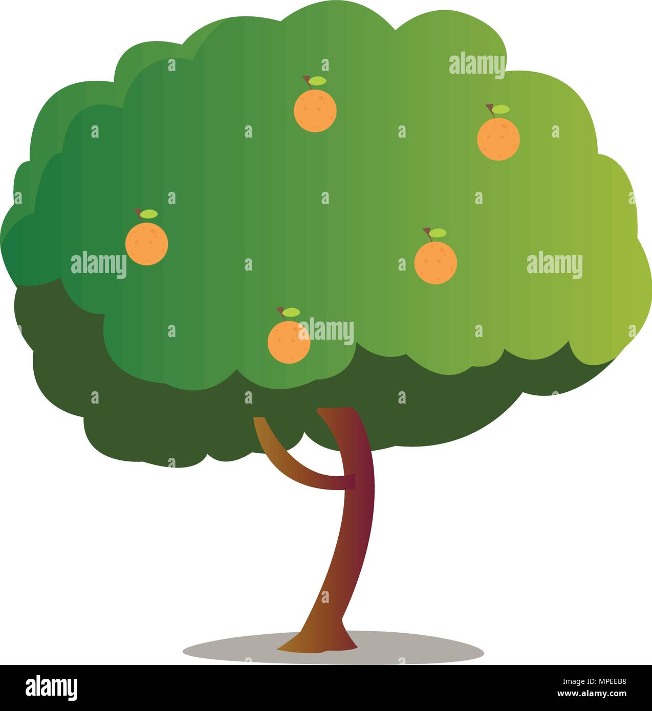 Cartoon orange tree with isolated white background vector.Fresh tree ...