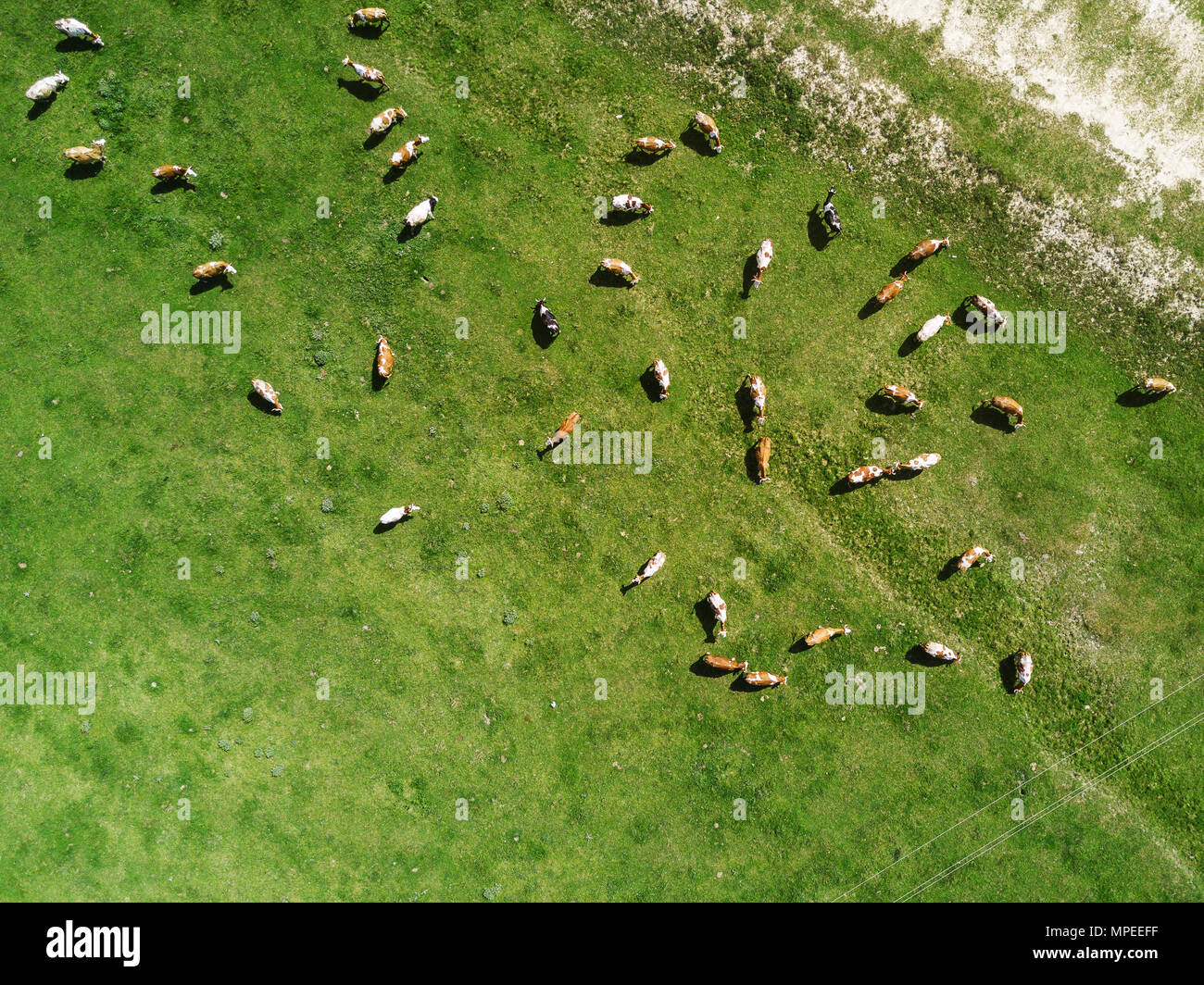 Aerial view of cows herd grazing on pasture field, top view drone pov ...