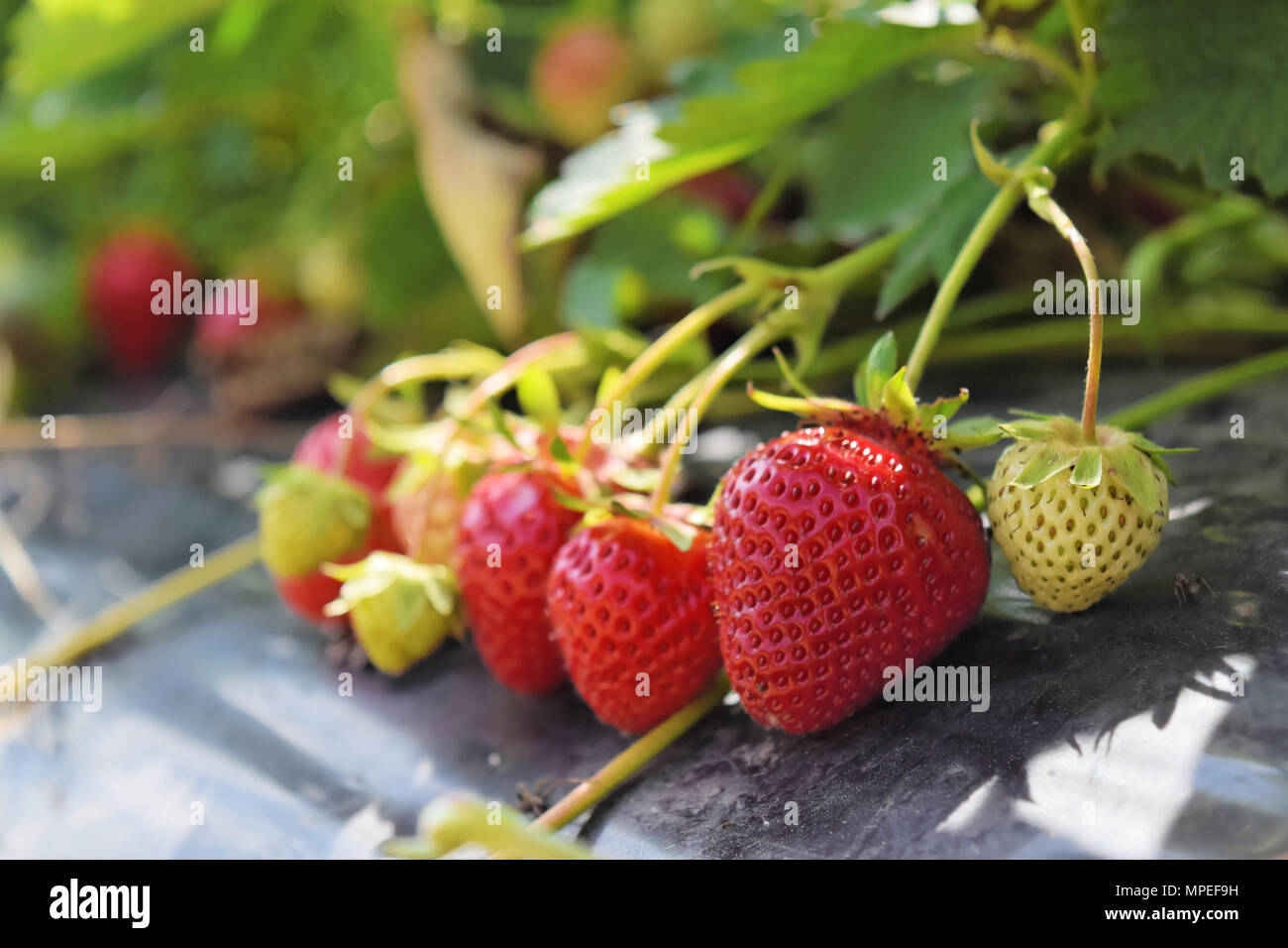 Strawberry plantation in eastern Europe Stock Photo - Alamy