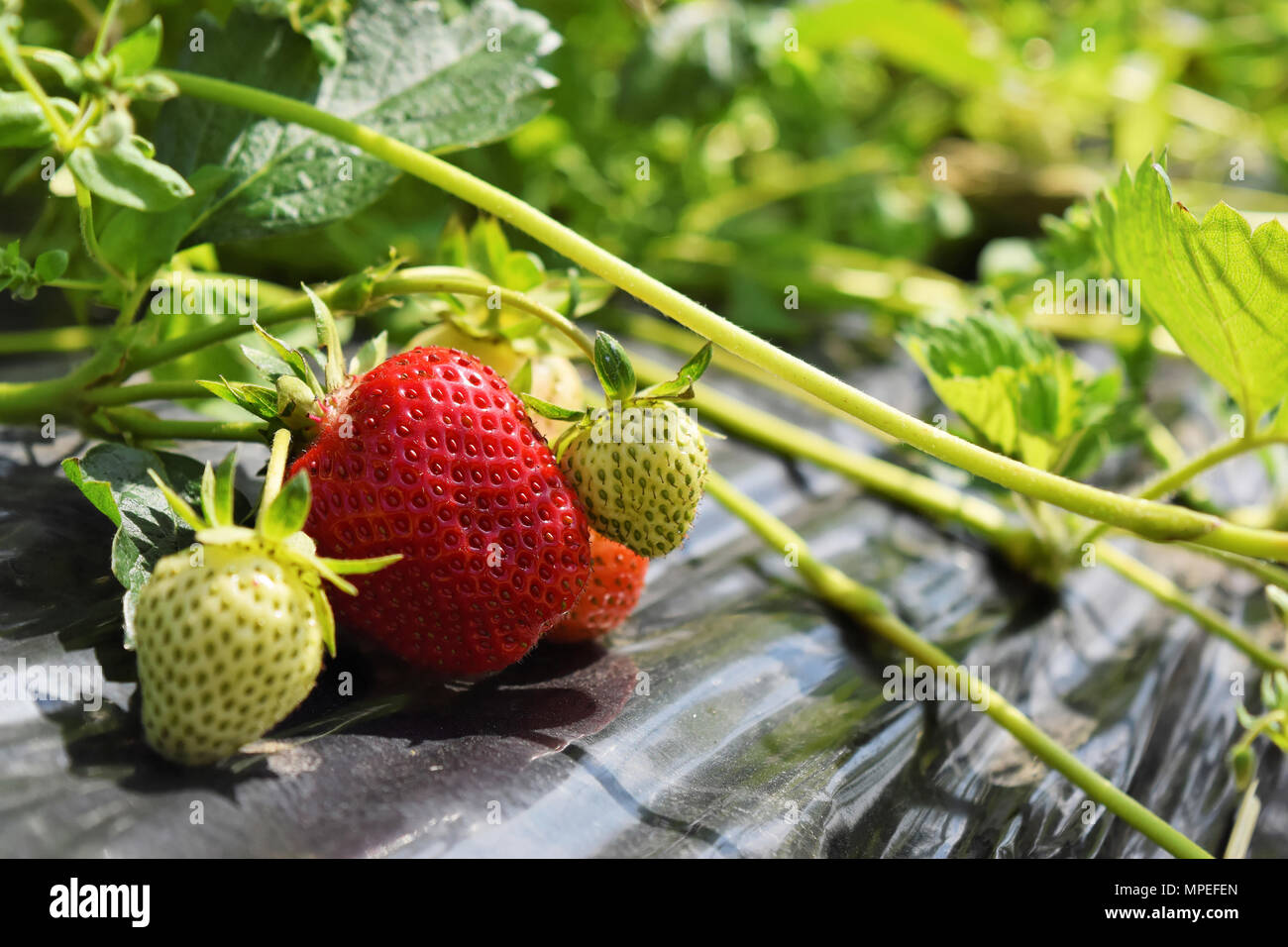 Strawberry plantation in eastern Europe Stock Photo - Alamy