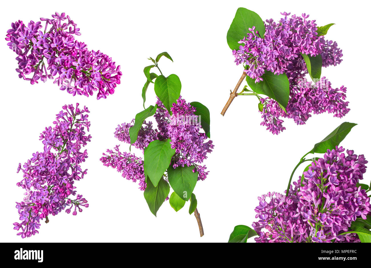 Lilac collection hi-res stock photography and images - Alamy