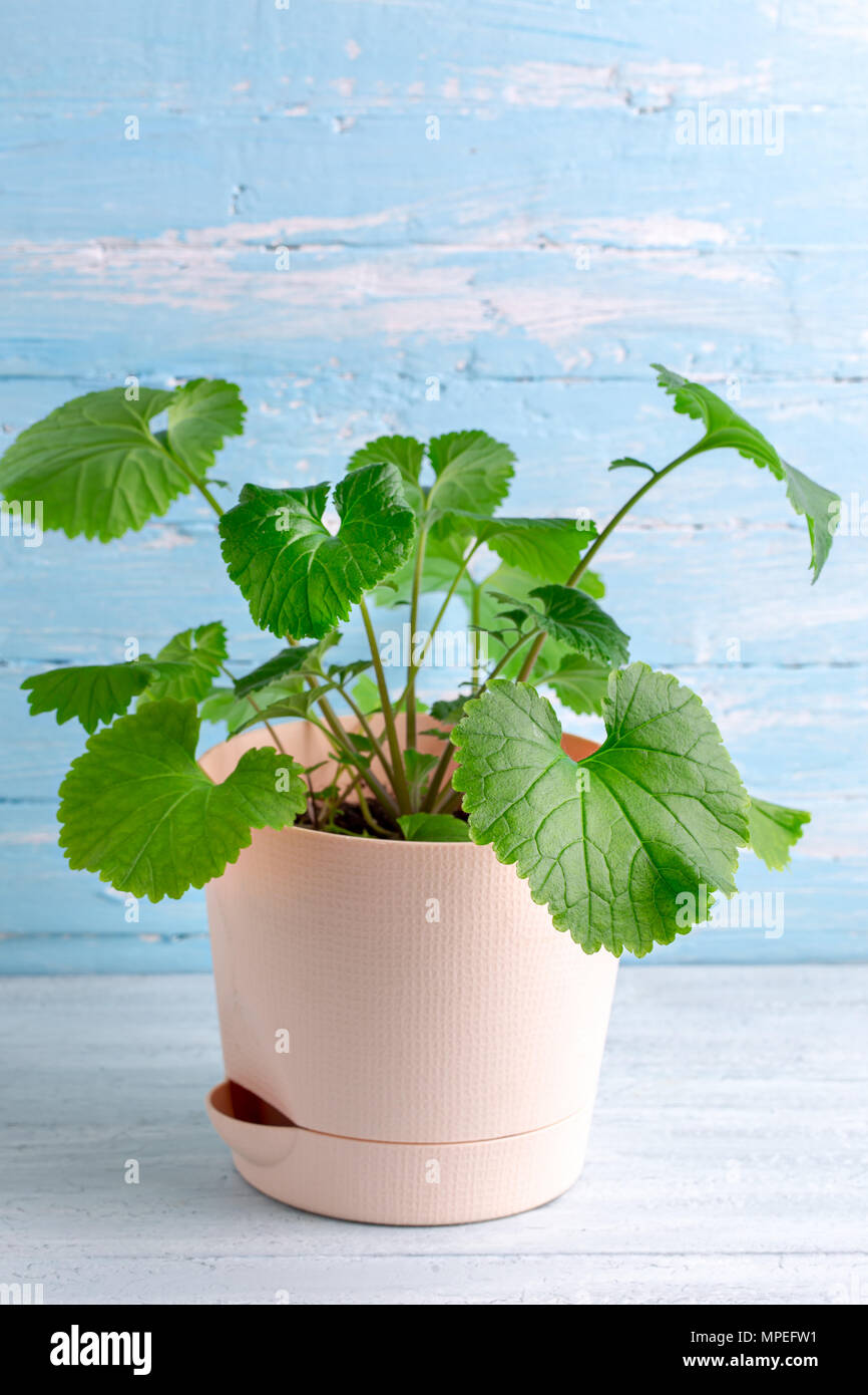 Shiso garnish hi-res stock photography and images - Alamy