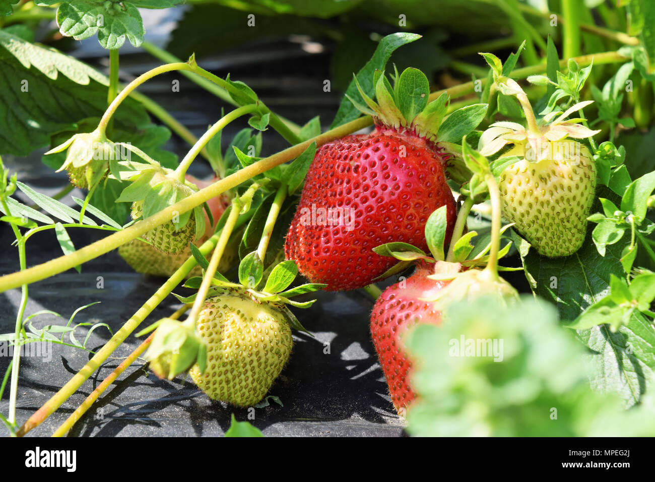 Strawberry plantation in eastern Europe Stock Photo - Alamy