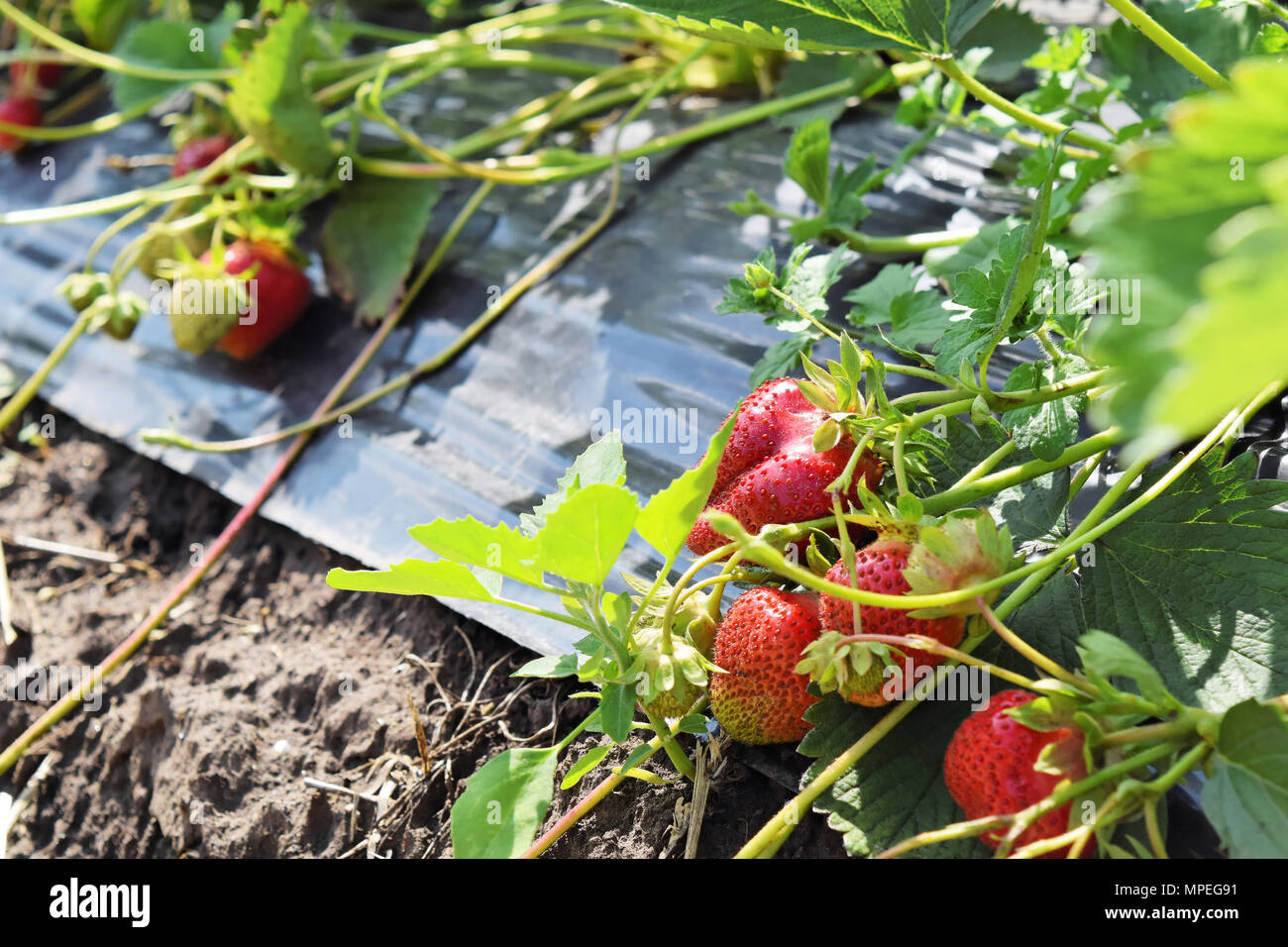 Strawberry plantation in eastern Europe Stock Photo - Alamy