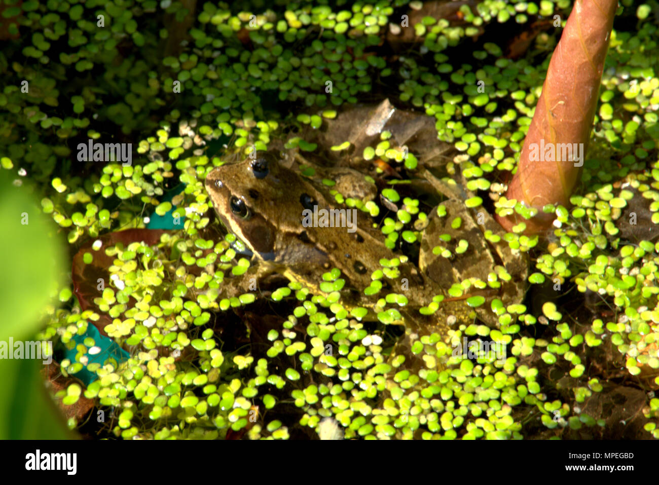 Marsh frog, Rana ridibunda Stock Photo - Alamy