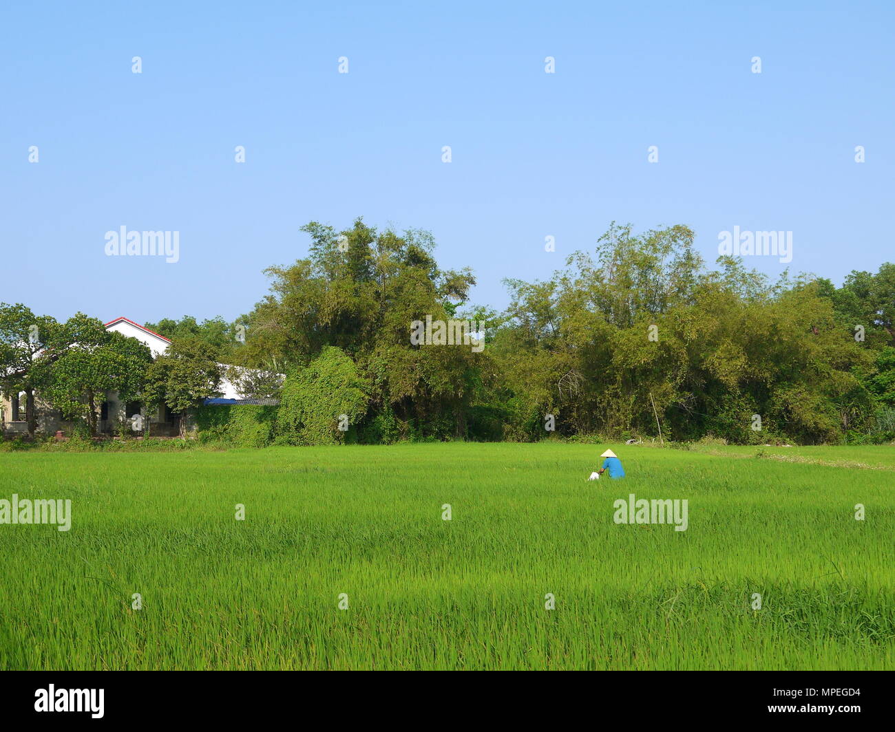 Beautiful landscape with view of a farmer working in a big green rice ...