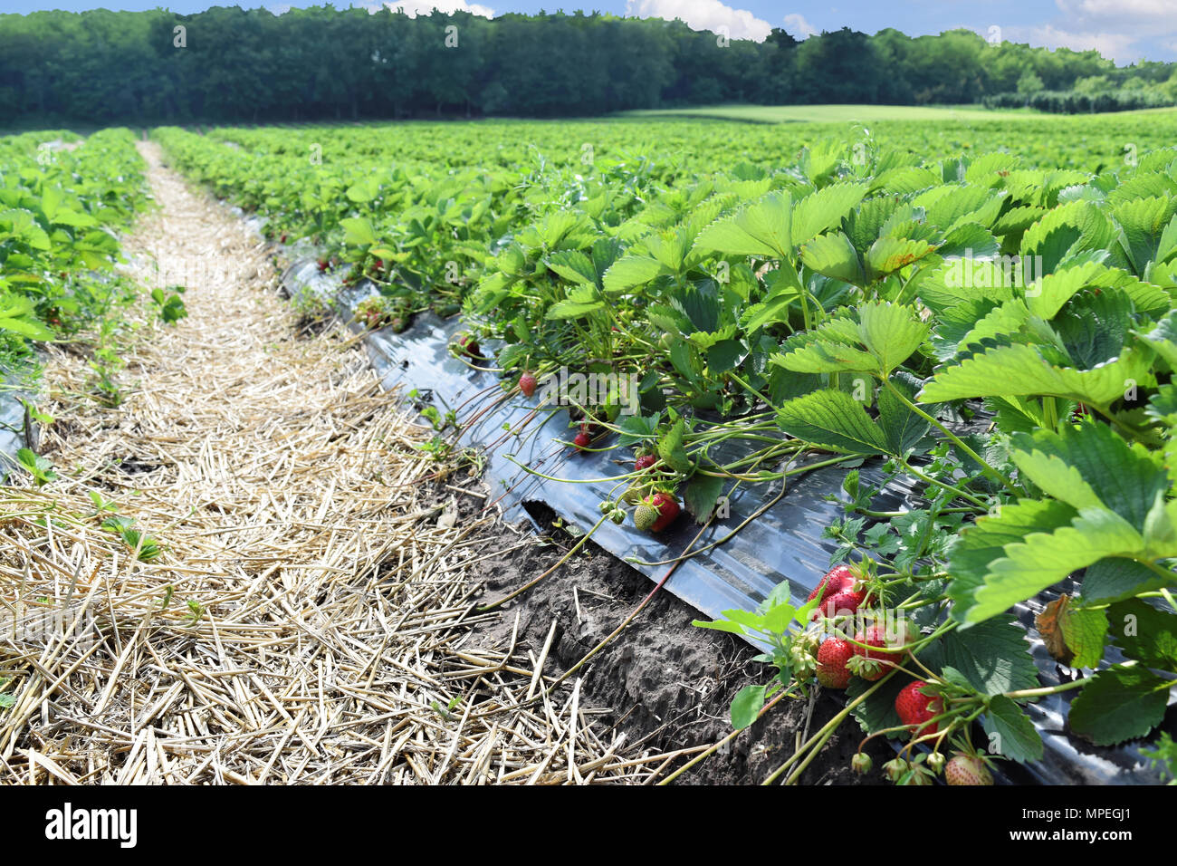 Strawberry plantation in eastern Europe Stock Photo - Alamy