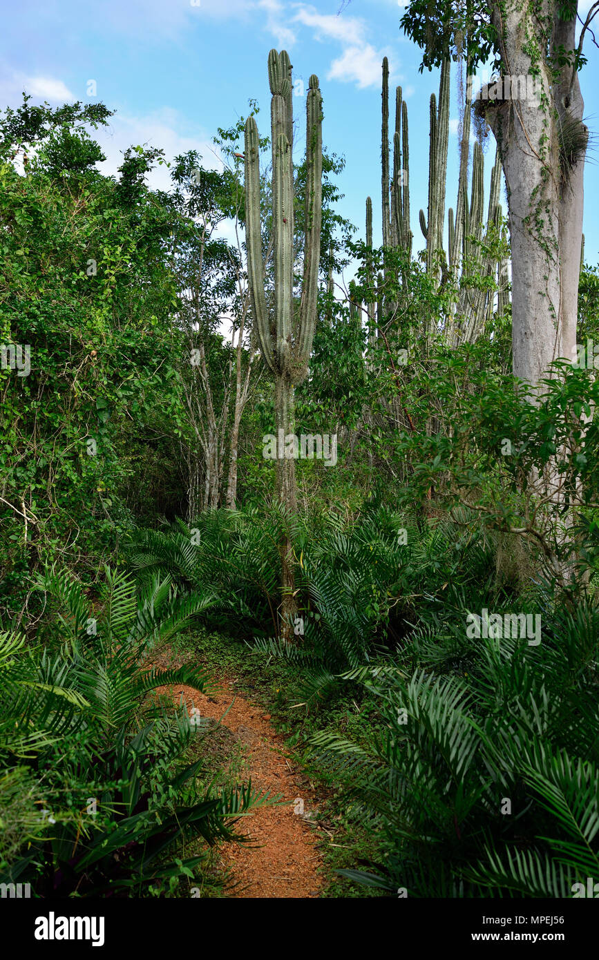 Jungle on Dominican Republic. Forest of the Del Este national park ...