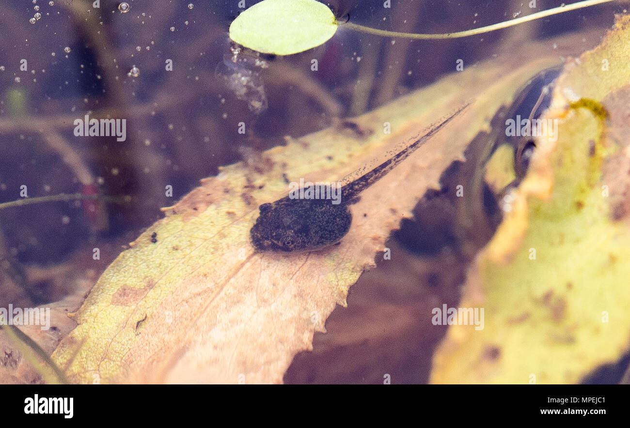 A pacific chorus frog tadpole spends the first part of its life in an ...