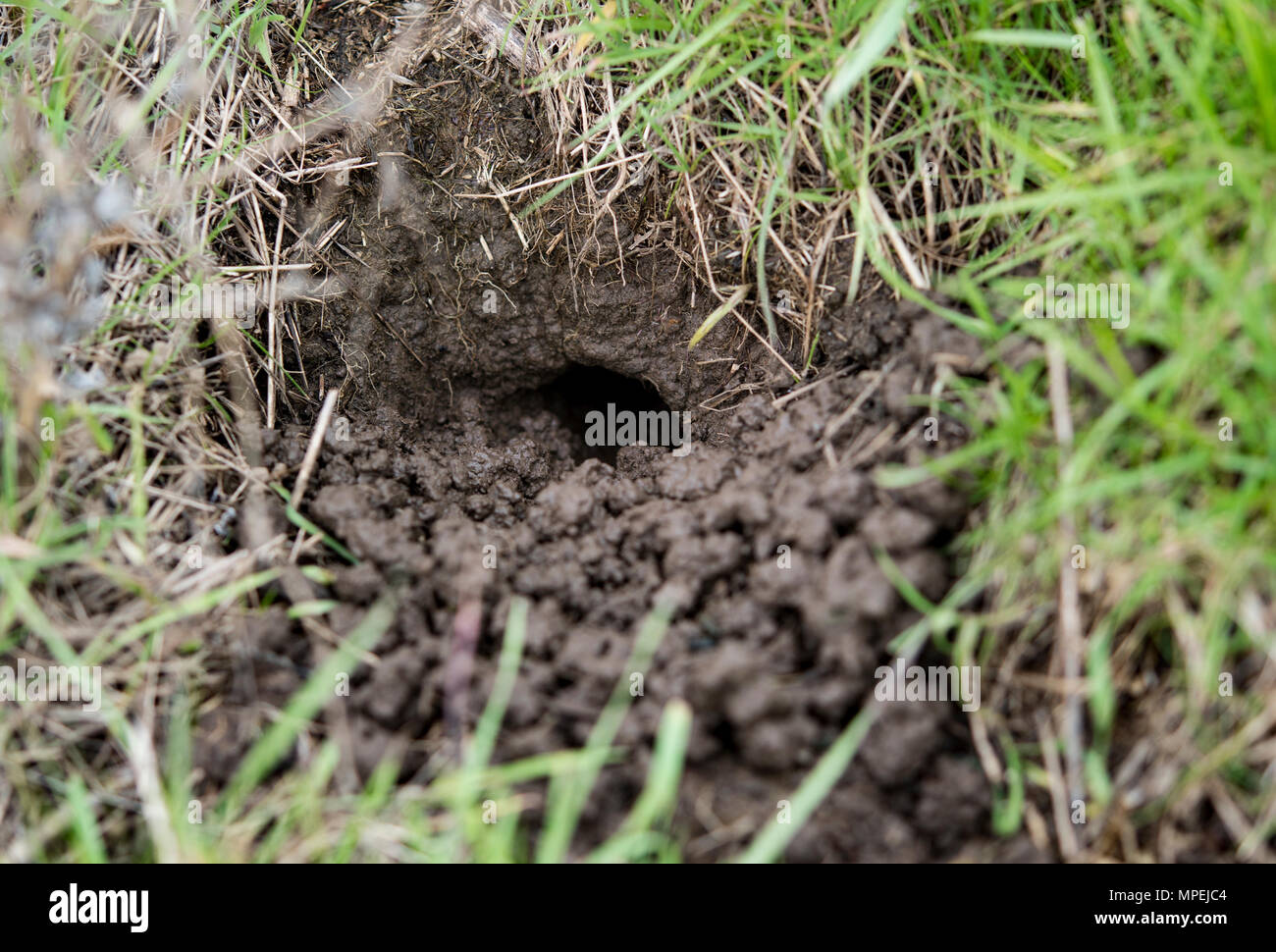 One of many small mammal holes found close to a wetland habitat Feb. 13 ...