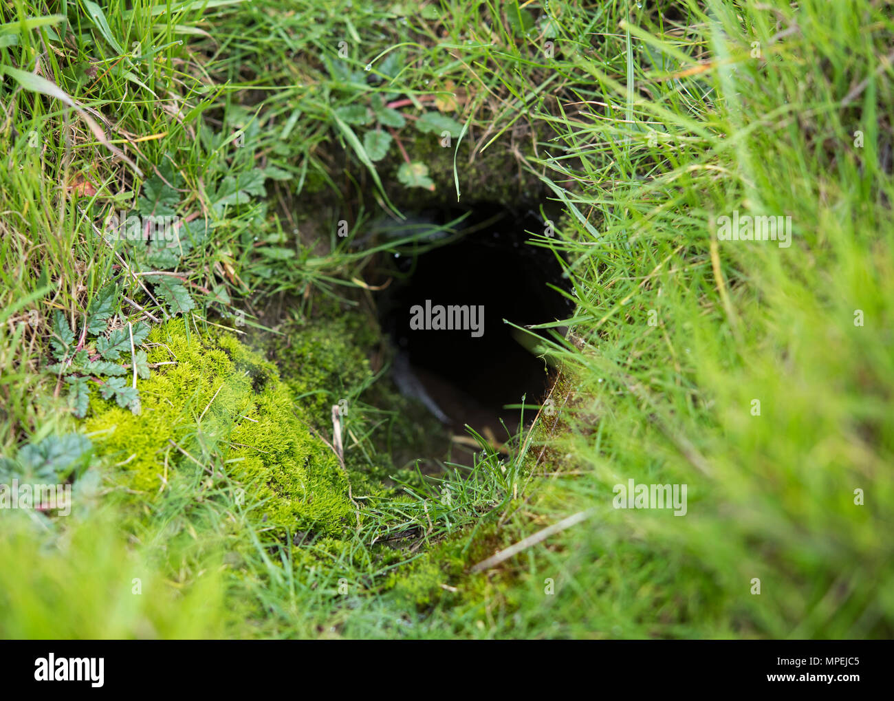 Importance of burrows hi-res stock photography and images - Alamy