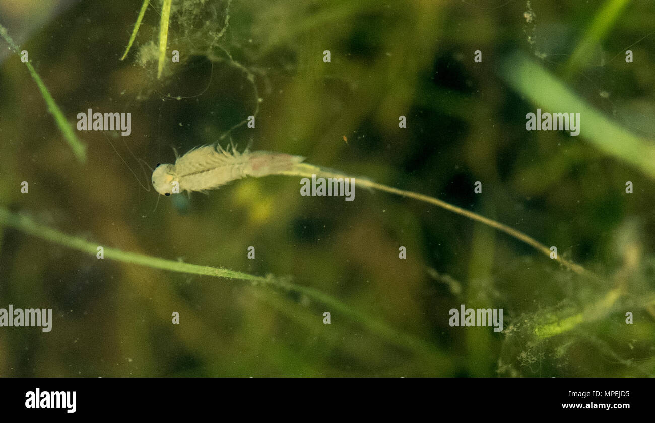 Vernal pool fairy shrimp swim through the waters of an ephemeral pond ...