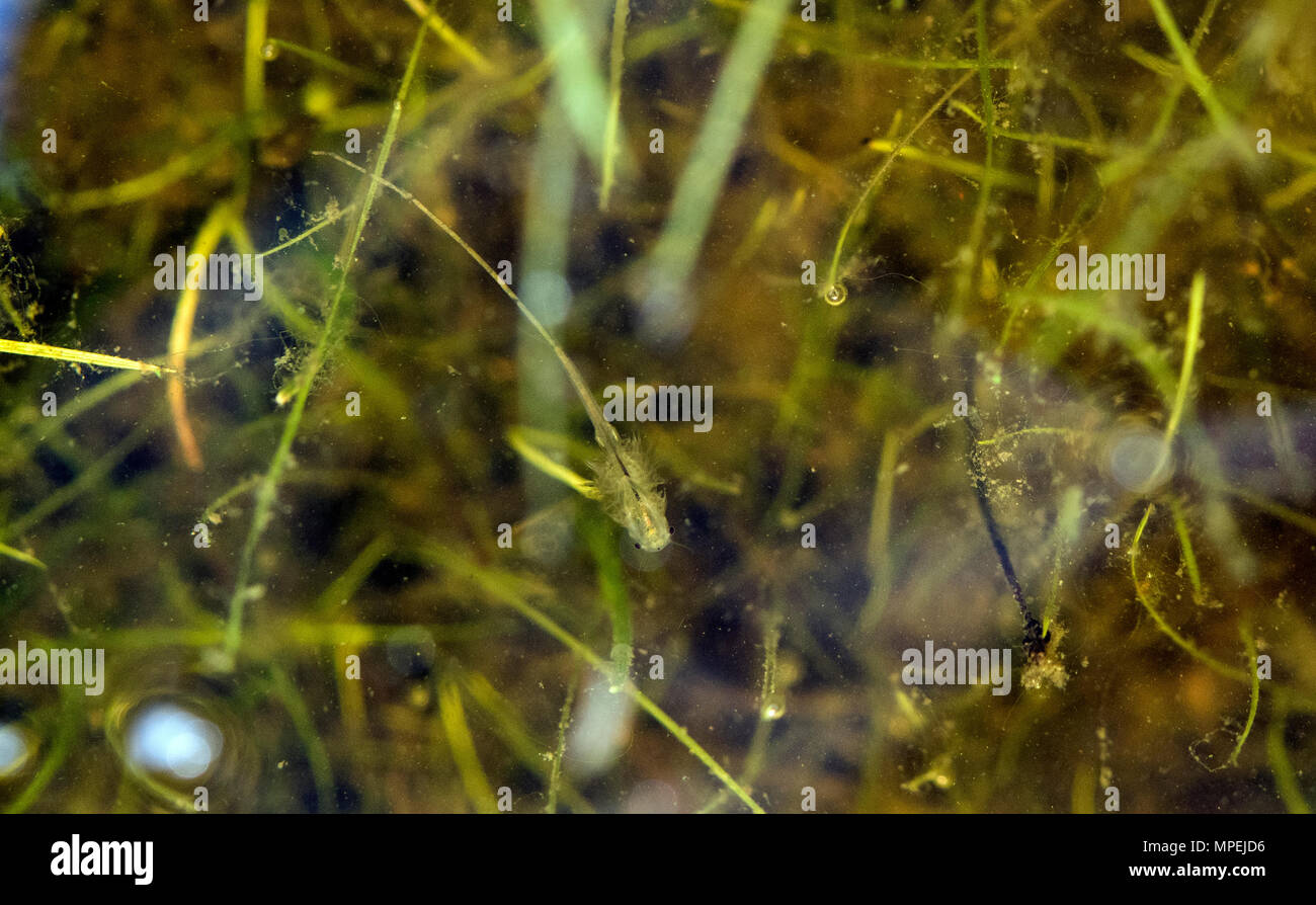 Vernal pool fairy shrimp swim through the waters of an ephemeral pond ...
