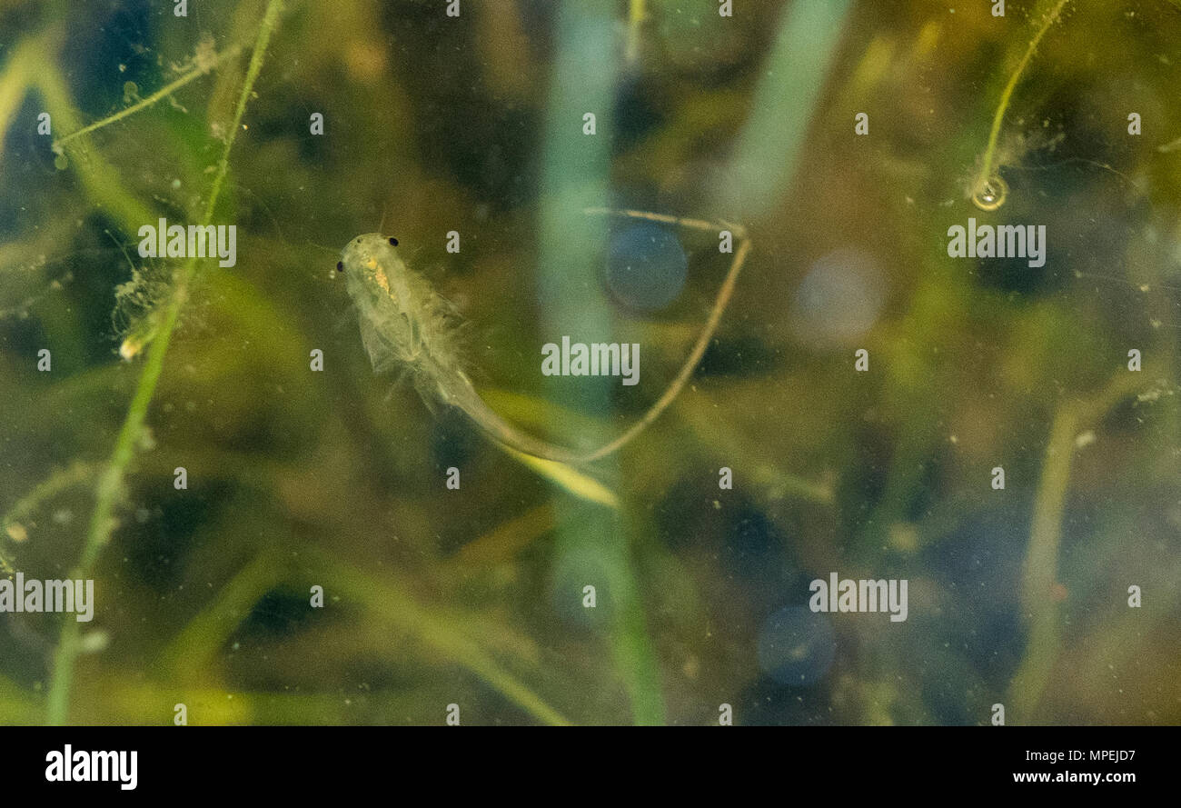 Vernal pool fairy shrimp swim through the waters of an ephemeral pond ...