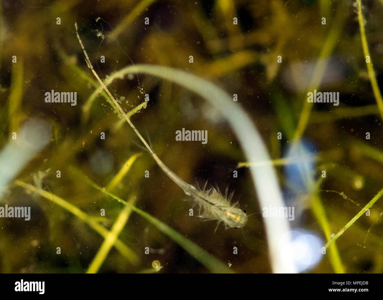 Ephemeral pools hi-res stock photography and images - Alamy