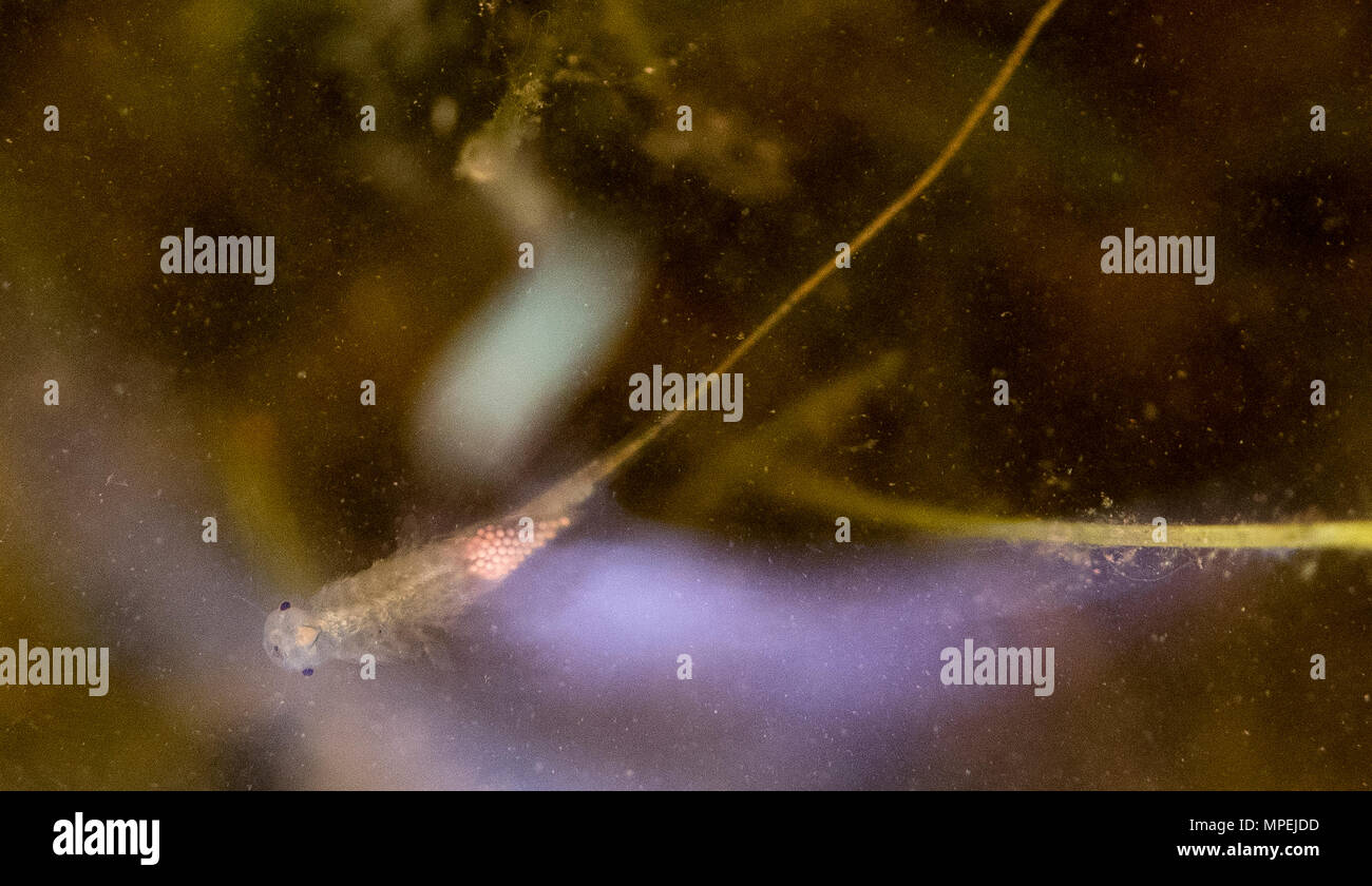 Vernal pool fairy shrimp swim through the waters of an ephemeral pond ...