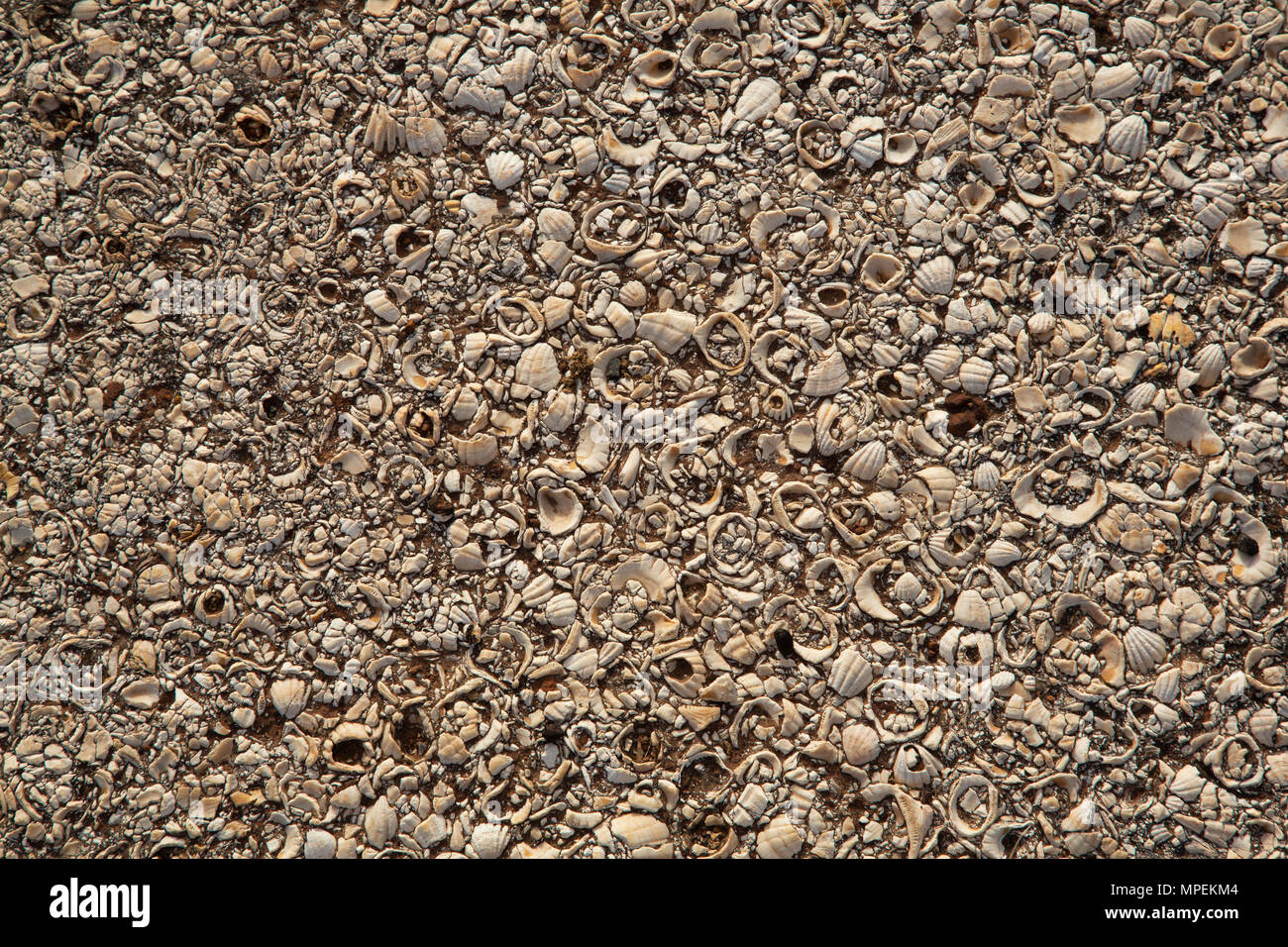 A beautiful road filled with shells as pavement Stock Photo - Alamy