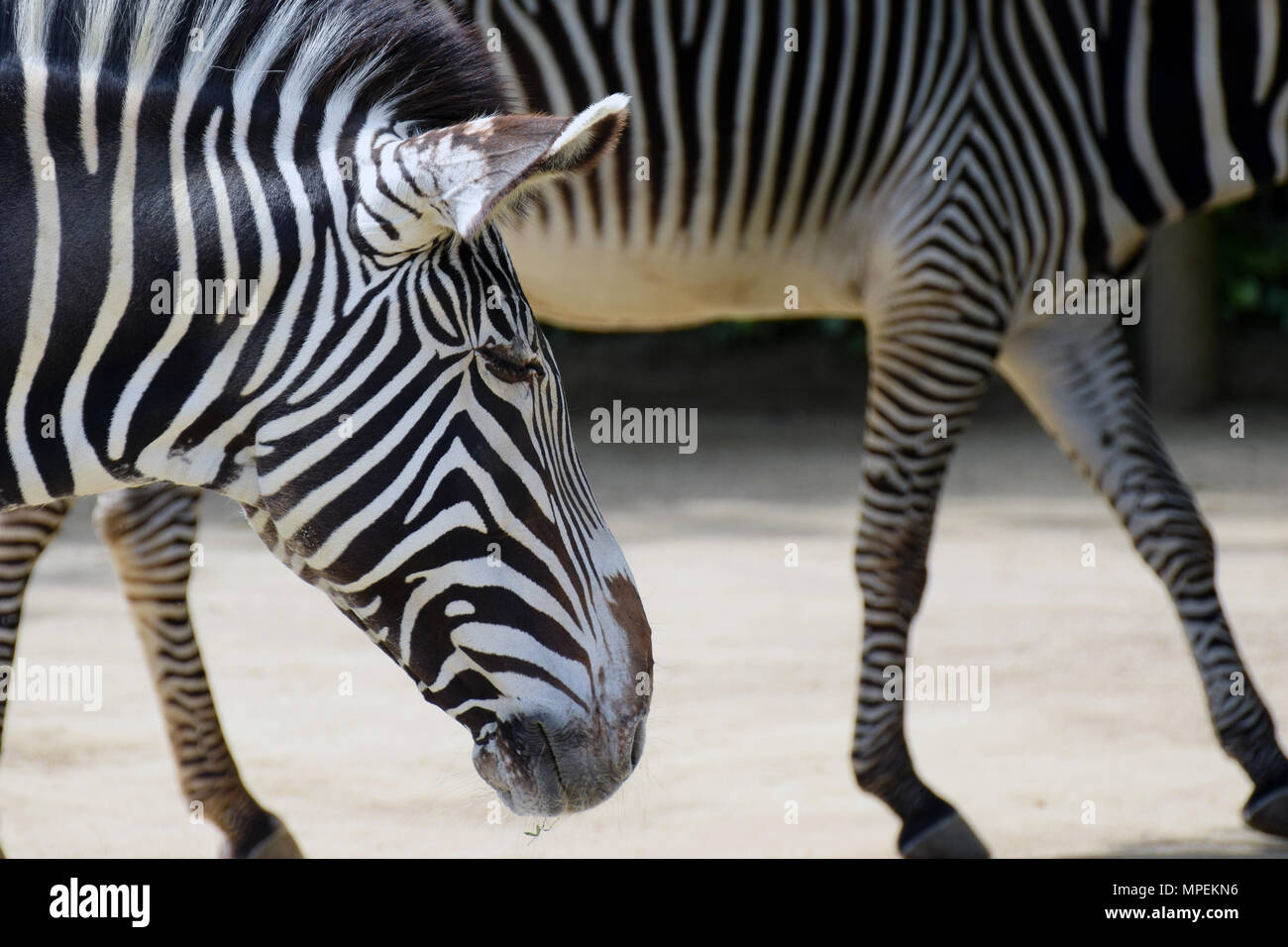 Grevy's Zebras (Equus grevyi), also known as the imperial zebra Stock ...