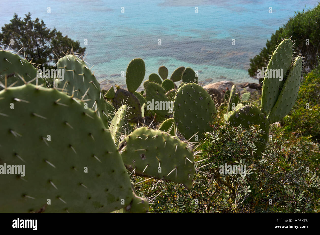 Mediterranean flora coastal vegetation hi-res stock photography and ...