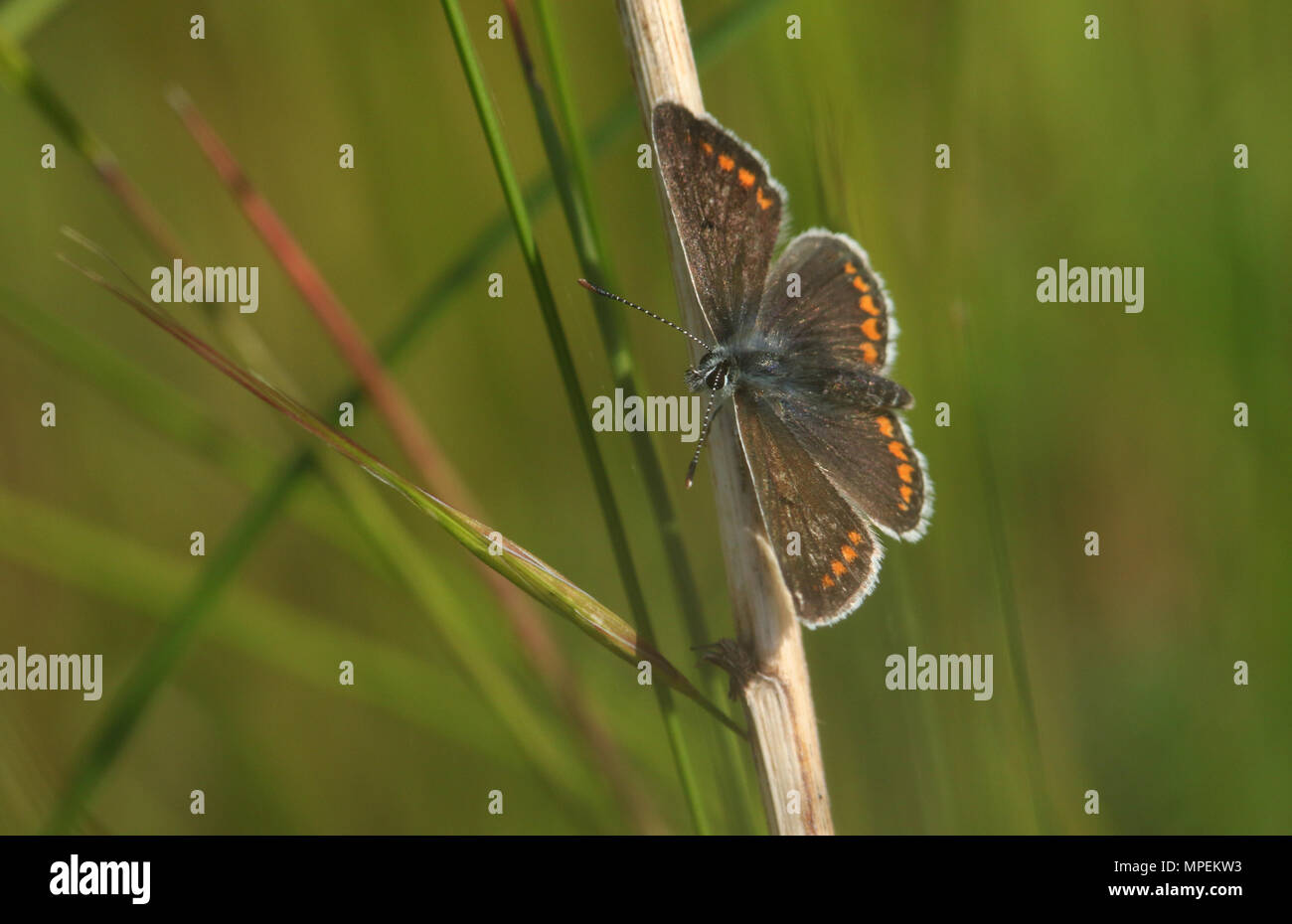 A pretty Brown Argus Butterfly (Aricia agestis) resting on a plant stem ...