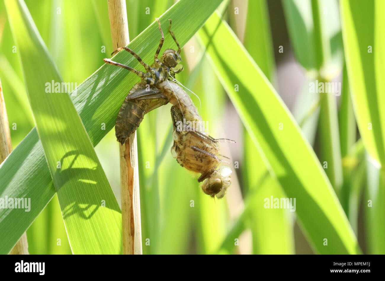 A rare Downy Emerald Dragonfly (Cordulia aenea) emerging from its ...
