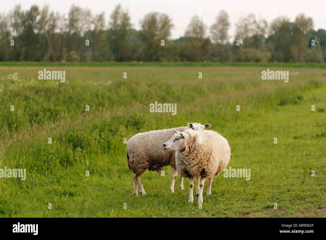 Lente hi-res stock photography and images - Alamy