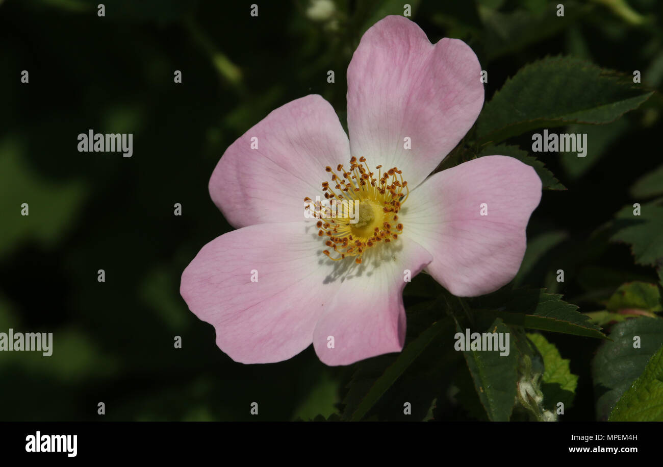 A stunning wild Dog-rose flower (Rosa canina Stock Photo - Alamy