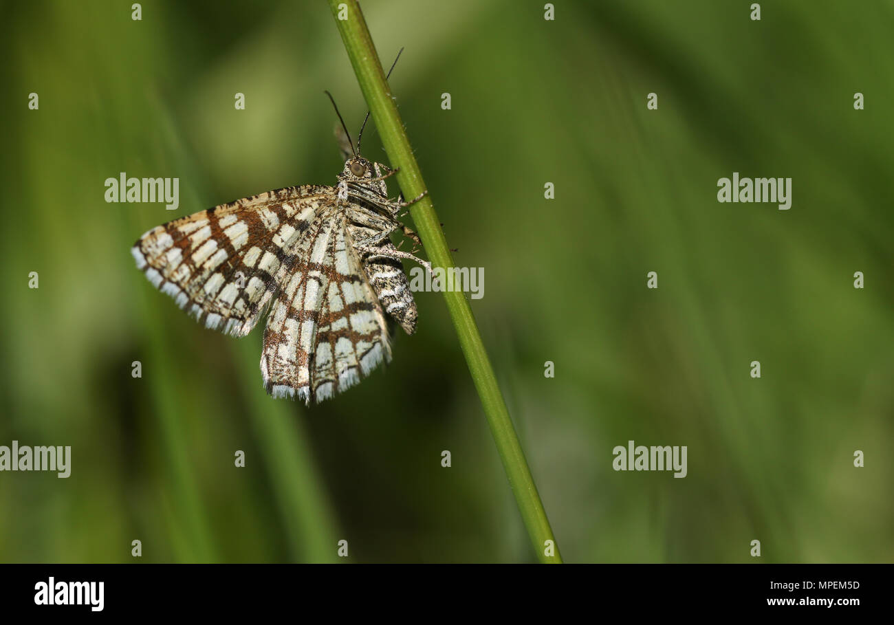 Latticed heath chiasmia clathrata hi-res stock photography and images ...