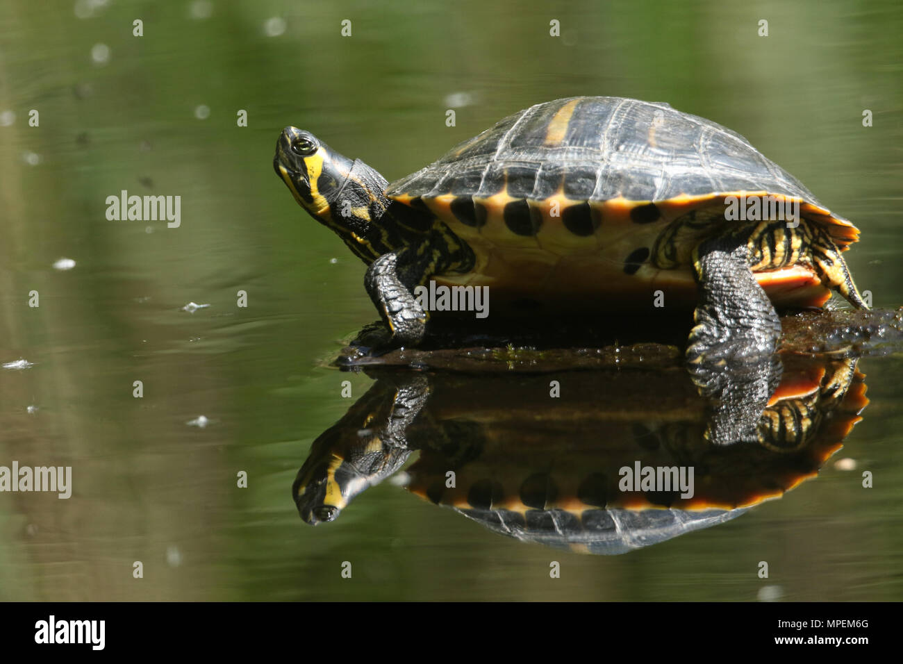A pretty Yellow-bellied Slider (Trachemys scripta scripta) or water ...
