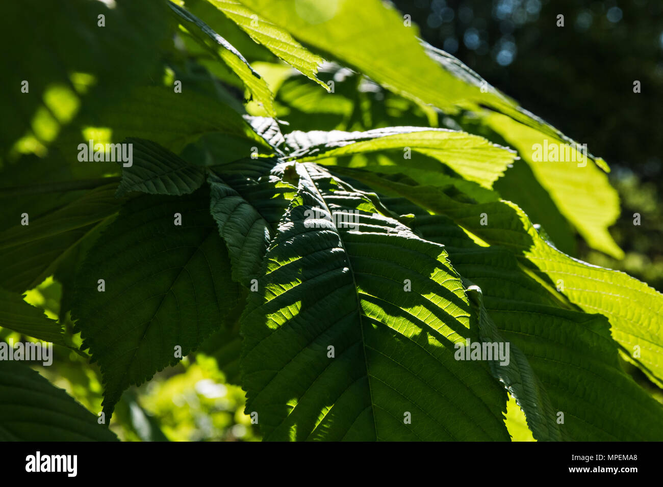 beautiful blooming green chestnut tree outdoors Stock Photo - Alamy
