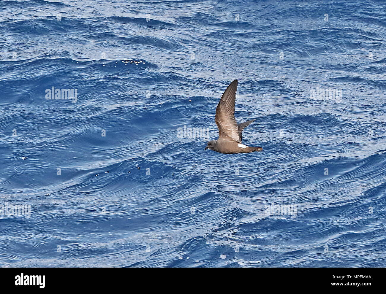 Leach's Storm-petrel (Hydrobates leucorhous leucorhous) adult in flight ...