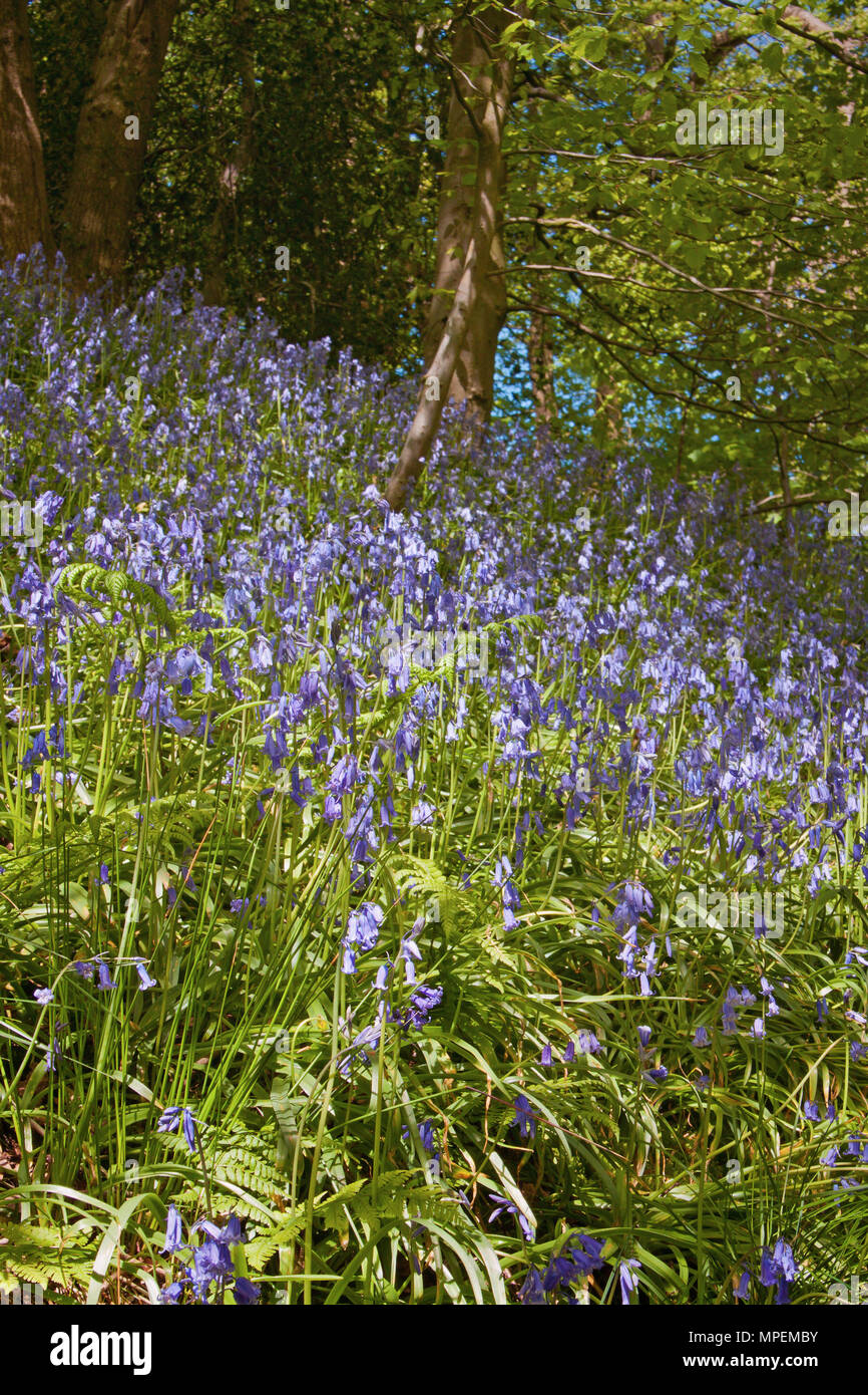 Vale forest hi-res stock photography and images - Alamy