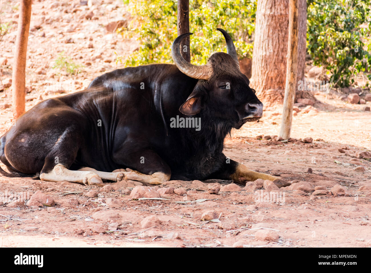 A great Black Indian bison sleeping under a tree in sunny day at ...