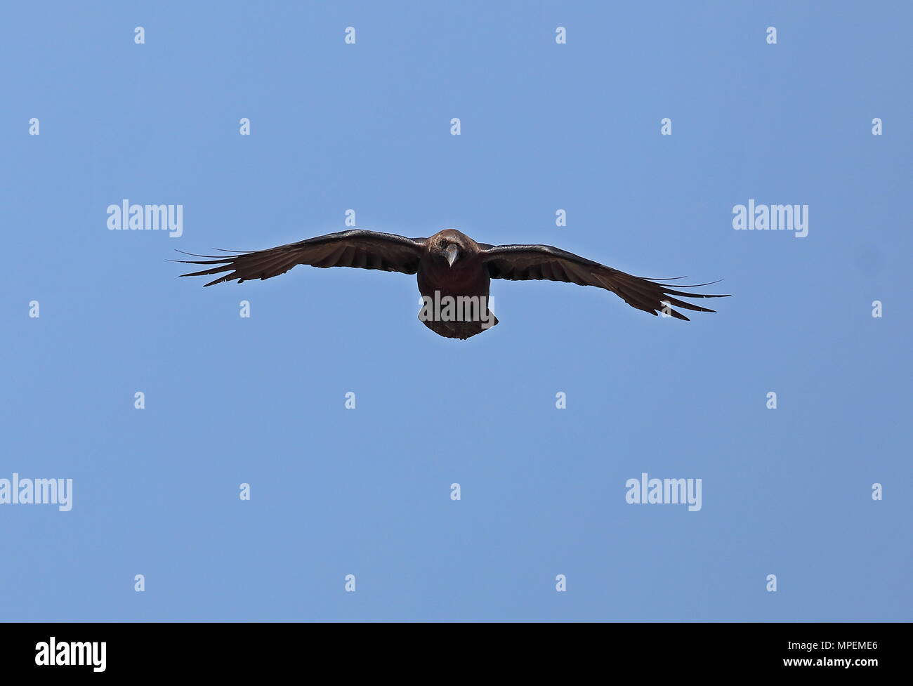 Brown-necked Raven (Corvus ruficollis) adult in flight Santiago Island ...