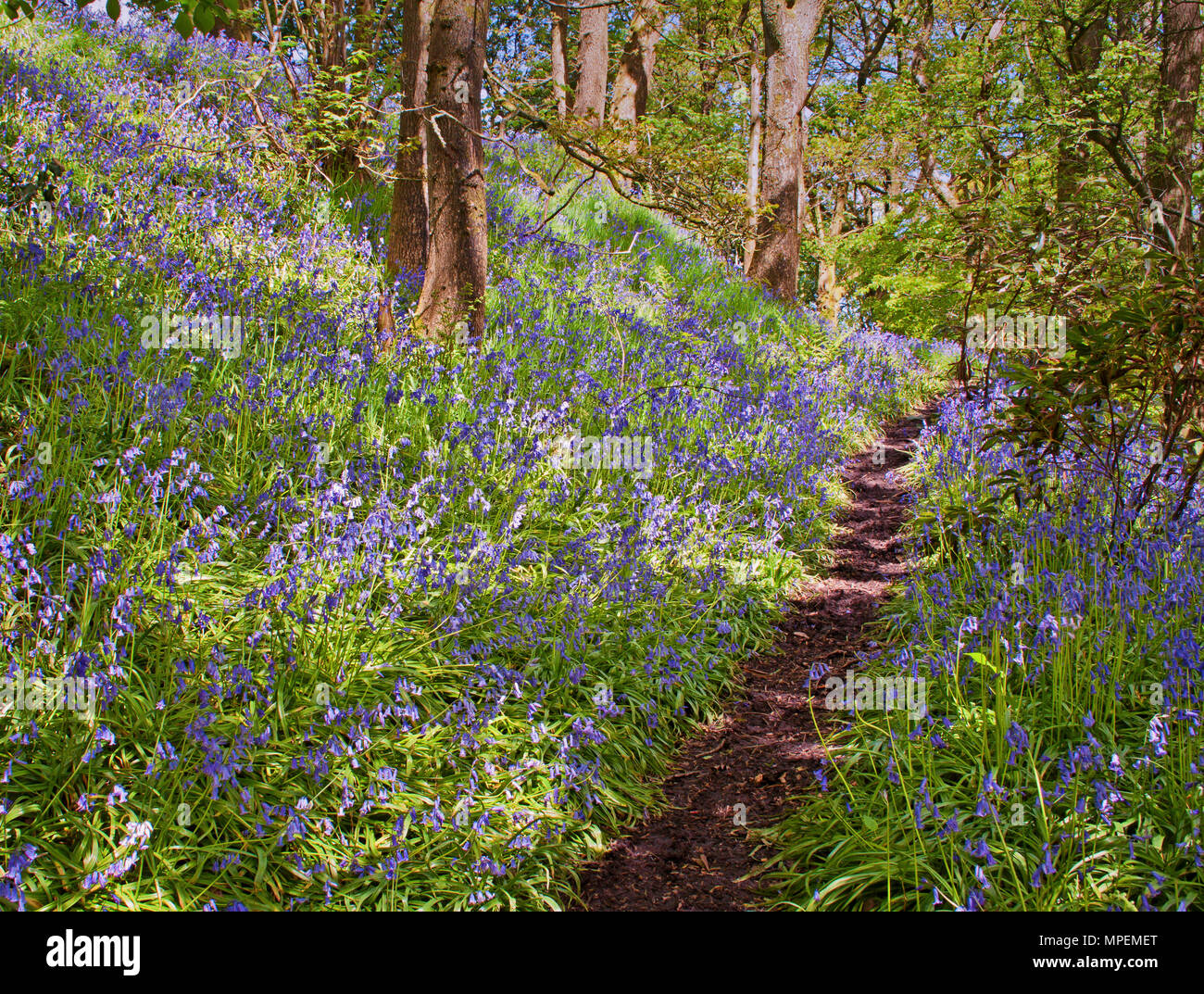 Spring woodland at Calder Vale, Lancashire, England Stock Photo - Alamy