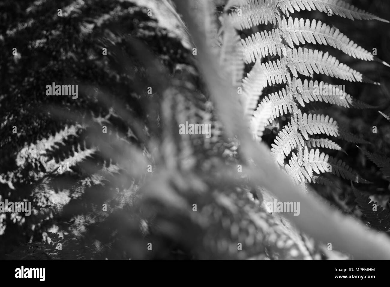Fern during summer season Stock Photo - Alamy