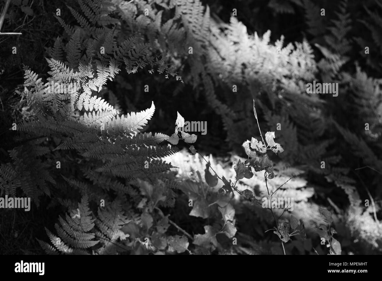 Scale fern Black and White Stock Photos & Images - Alamy