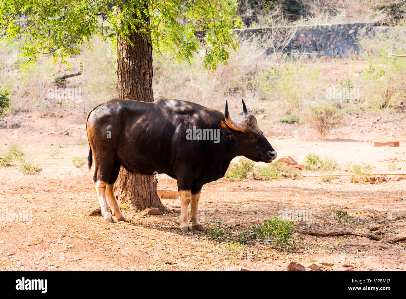 Awesome close view of Indian bison standing under a tree in zoo Stock ...