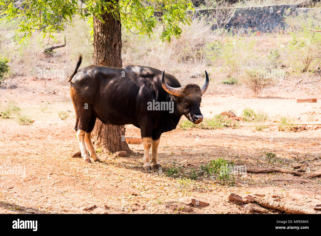Awesome close view of Indian bison standing under a tree in zoo Stock ...