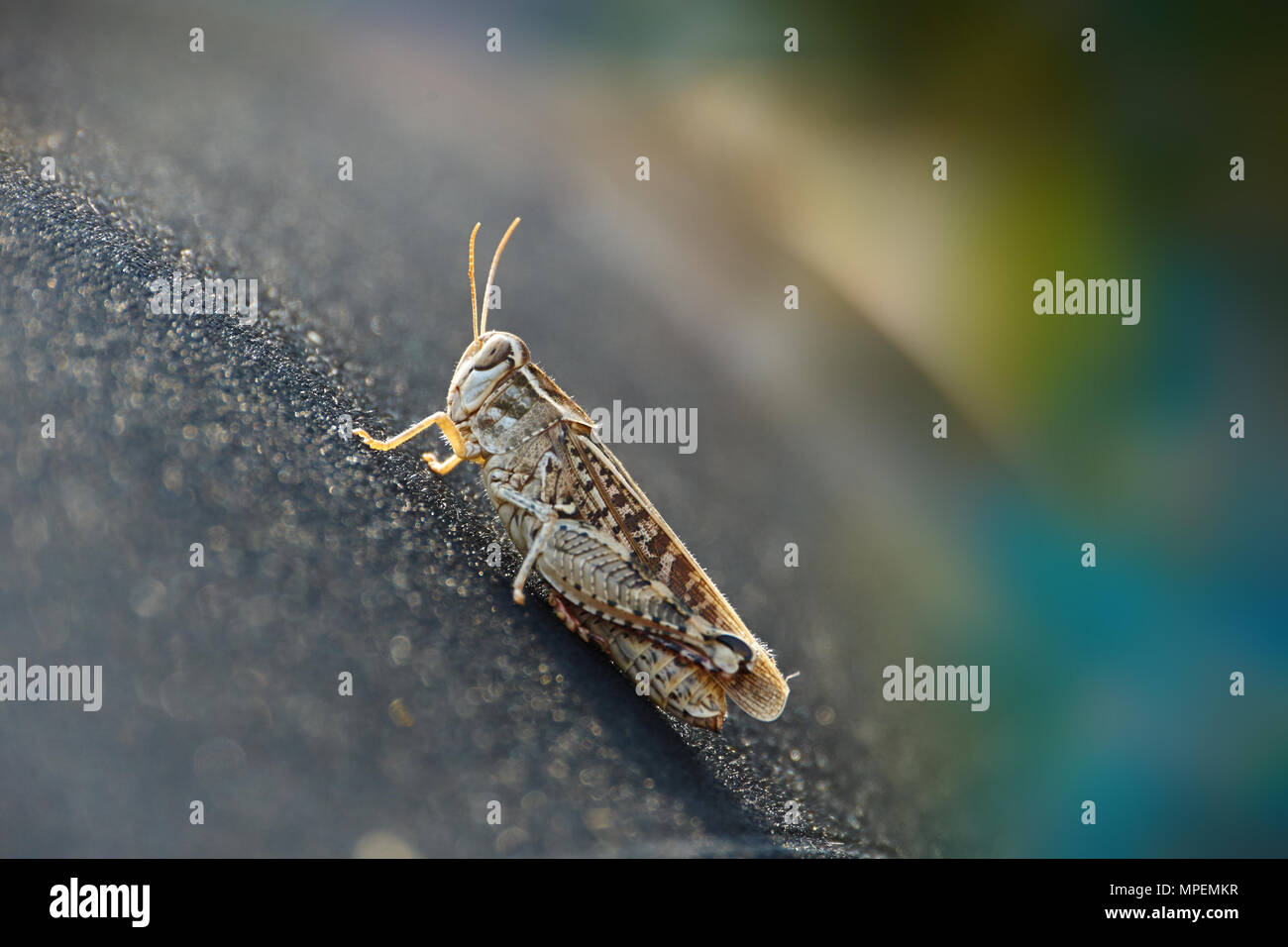 Grasshopper on black surface. Macro. Selective focus Stock Photo - Alamy