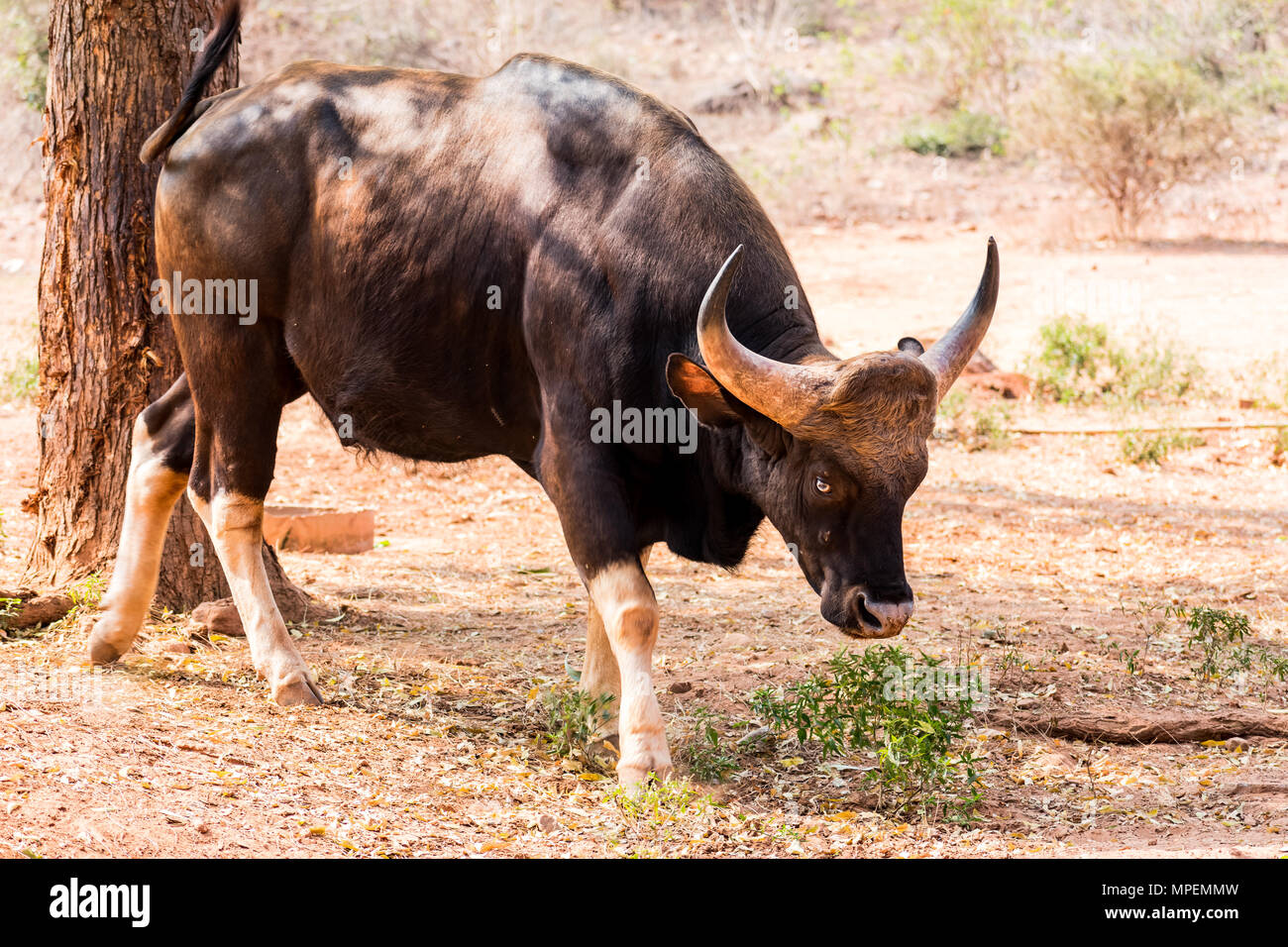 Awesome close view of Indian bison grazing grass on field of zoo Stock ...