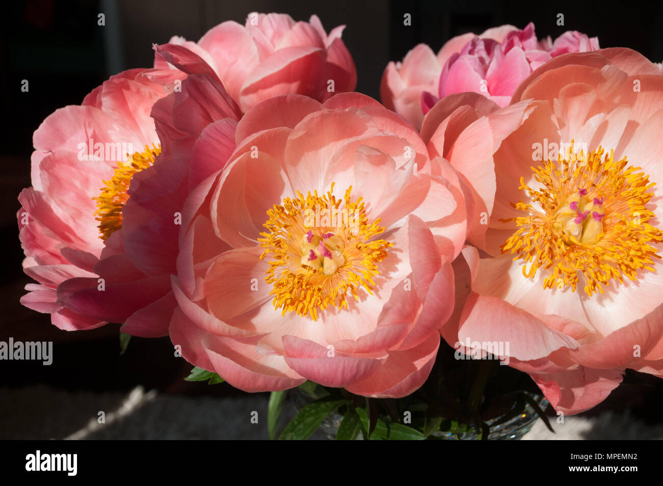 pink peony flowers Stock Photo - Alamy