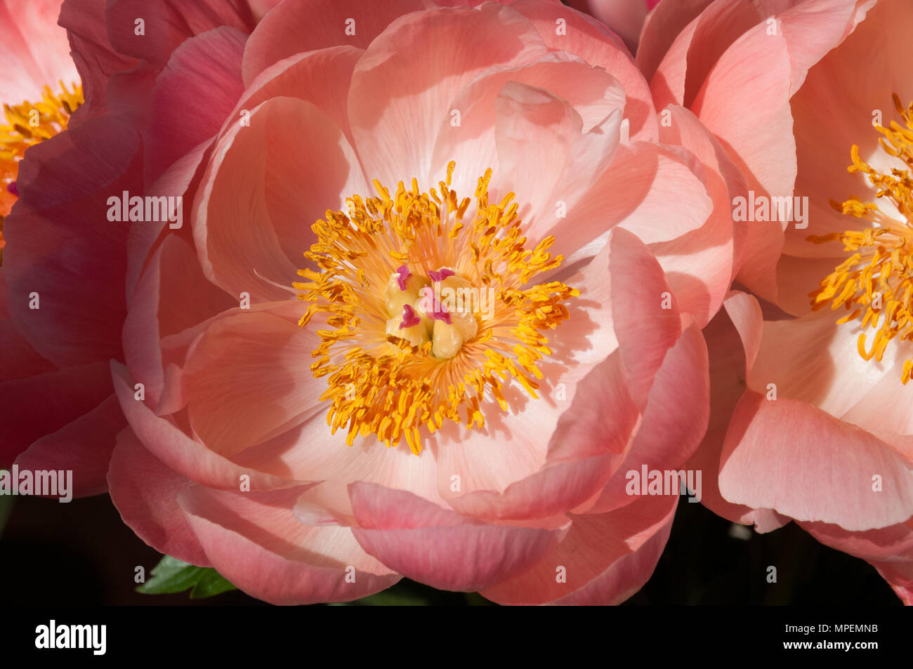 pink peony flowers Stock Photo - Alamy