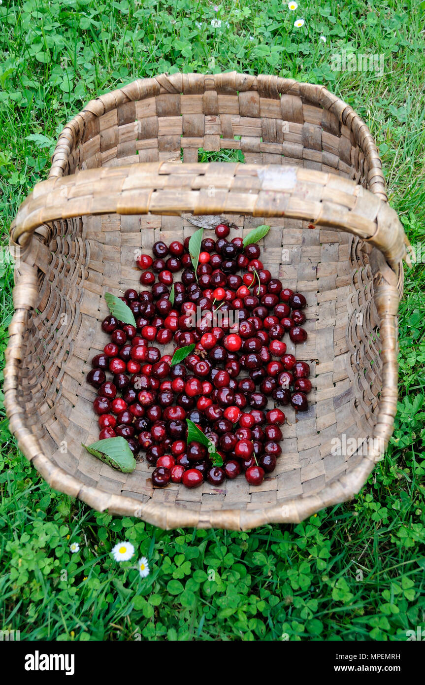 red cherries inside basket Stock Photo - Alamy