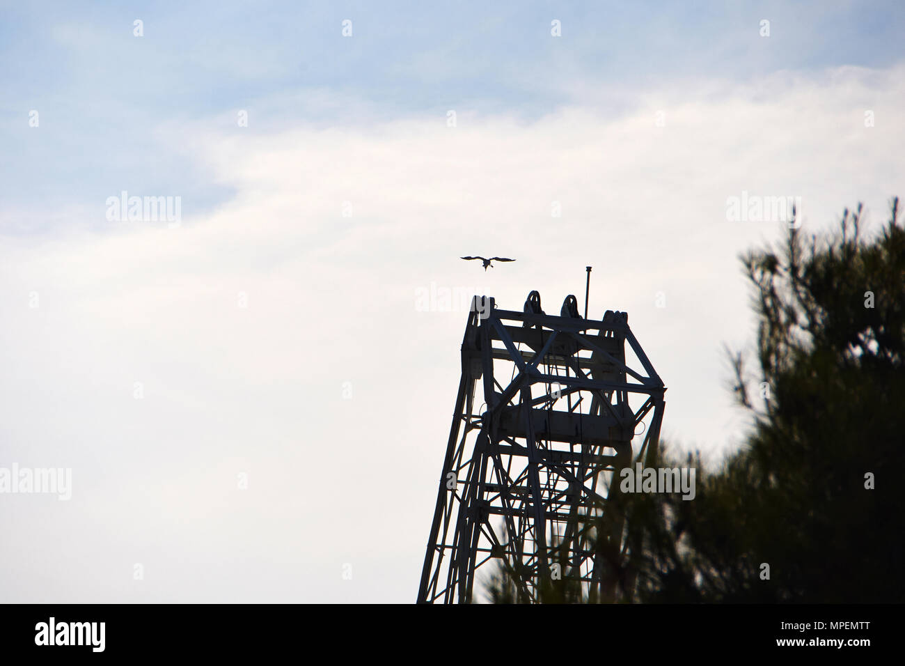 Offshore rig bird hi-res stock photography and images - Alamy