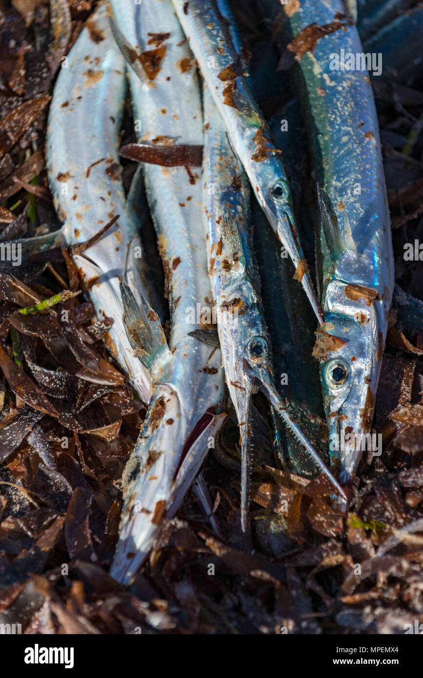 A pile of dead fish caught with nets in Mozambique Stock Photo - Alamy