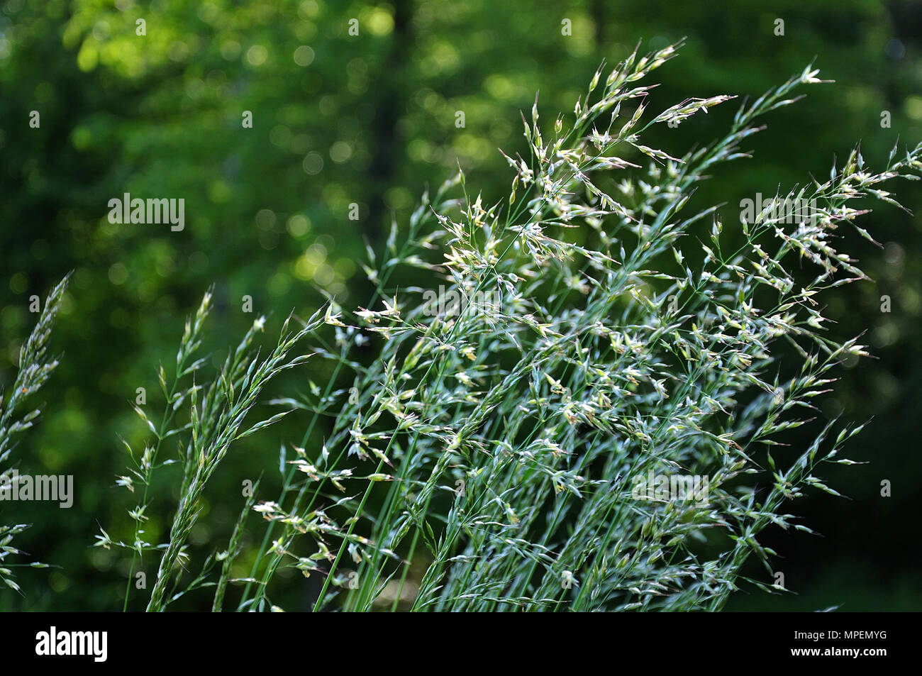 Poa Grass Stock Photos & Poa Grass Stock Images - Alamy