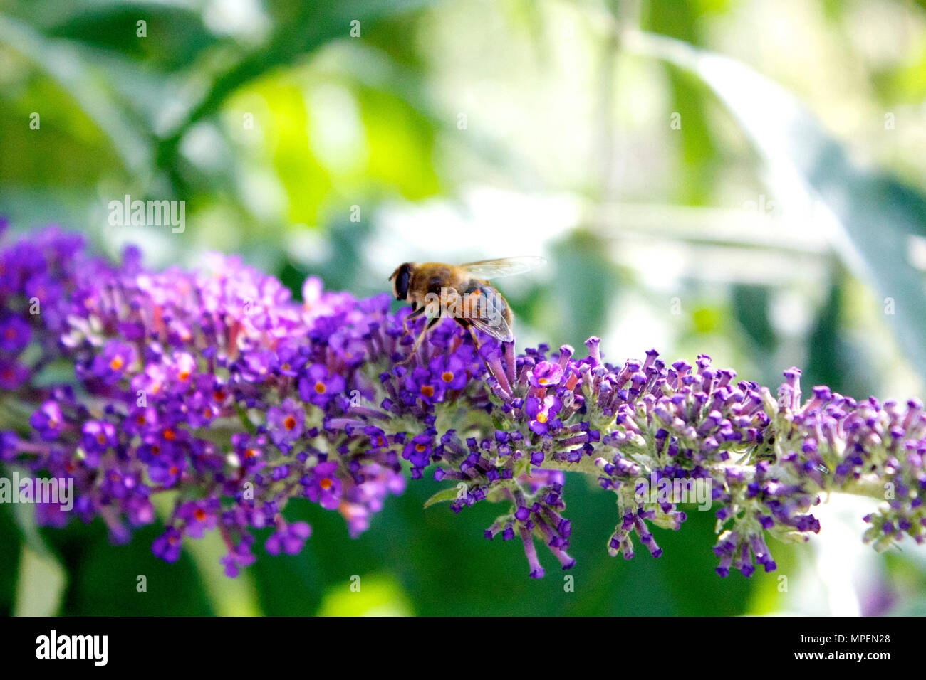 Bee on a Purple Butterfly Bush Stock Photo - Alamy