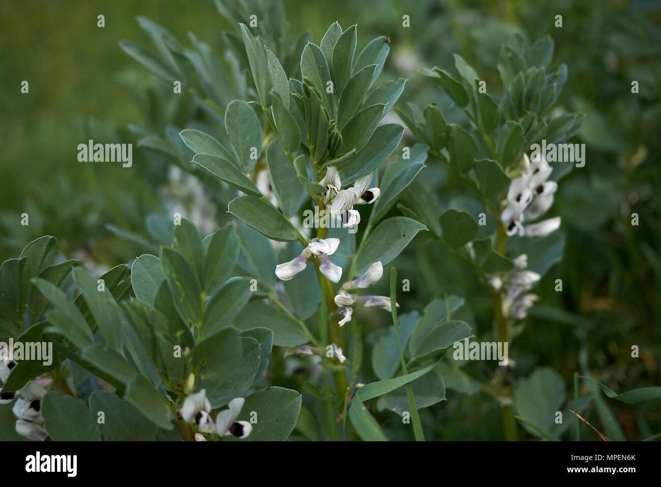 Vicia faba blossom Stock Photo - Alamy